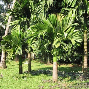 Cloud Farm Betel Nut/Supari Plant Price in India - Buy Cloud Farm Betel ...