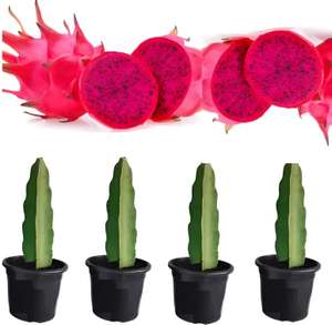 Plant Sapling - Buy Outdoor & Indoor Plants for Home Online | Shopsy