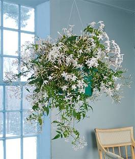Flowerly Poulomi Night Bloom Jasmine Plant Price in India - Buy ...