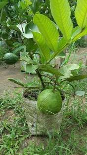 MAITRA AND SONS Guava Plant Price in India - Buy MAITRA AND SONS Guava ...