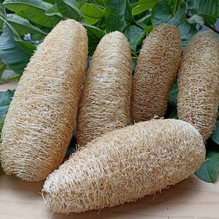 NATURAL Loofah - Price in India, Buy NATURAL Loofah Online In India ...
