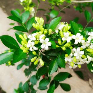 MADHAMANI Madhu Kamini Plant Price in India - Buy MADHAMANI Madhu ...