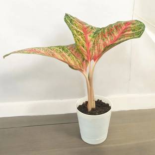 rimi Aglaonema Plant Price in India - Buy rimi Aglaonema Plant online ...