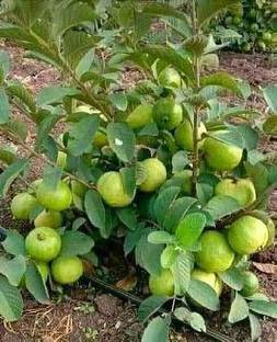 Cloud Farm Guava Plant Price in India - Buy Cloud Farm Guava Plant ...