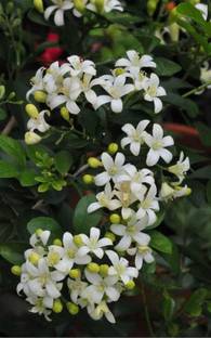 Cloud Farm Madhu Kamini Plant Price in India - Buy Cloud Farm Madhu ...