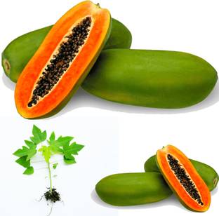 eKisanzone Papaya Seeds -J15 Variety, Pack of 50 Seeds, Papite Ke Beej, Sweet/Long Fruit Papaya ...
