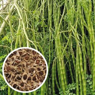 DEYS AGRO ™ odc 3 moringa seeds,for plantation Seed Price in India ...