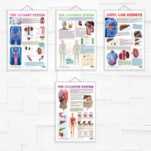 THE URINARY SYSTEM, THE LYMPHATIC SYSTEM, LIVER AND KIDNEY and THE ...