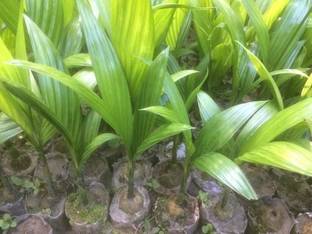 Bakuchi Betel Nut/Supari Plant Price in India - Buy Bakuchi Betel Nut ...