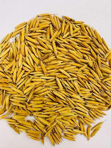 Green World PUSA BASMATI - 1718 VARIETY PADDY / RICE 2 KG SEEDS Seed ...