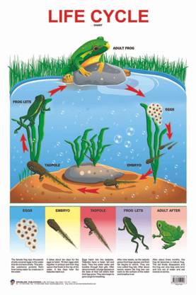 Life Cycle Chart: Buy Life Cycle Chart by unknown at Low Price in India ...