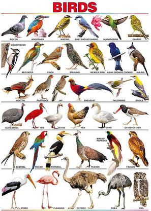 Bird Name Chart | Kids Learning Wall Chart | Bird Name for children ...