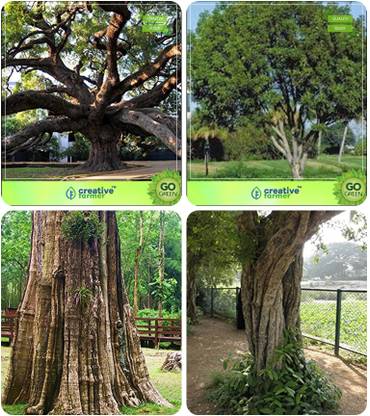 creative farmer Timber Tree Combo Indian Rosewood,Mahogany,Teak Seeds ...