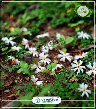 creative farmer Shiuli Flowering Trees Of India Kitchen Garden Plant ...