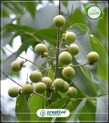 creative farmer Sapindus Emarginatus Known As Soapberries Or Soapnuts ...