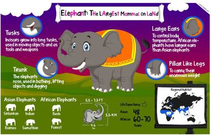 Animal Chart for Kids- elephant Poster- Size A3 - 11.7 X 16.5 inches ...