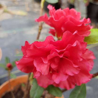 Siam Garden Azalea European Var. Live Plant Exotic Random Colour(Pot ...