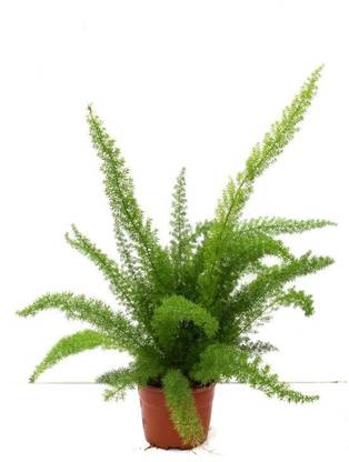 Siam Garden Fern Plant Price in India - Buy Siam Garden Fern Plant ...