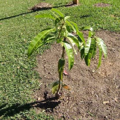 Eco Ocean Mango Plant Price in India - Buy Eco Ocean Mango Plant online ...