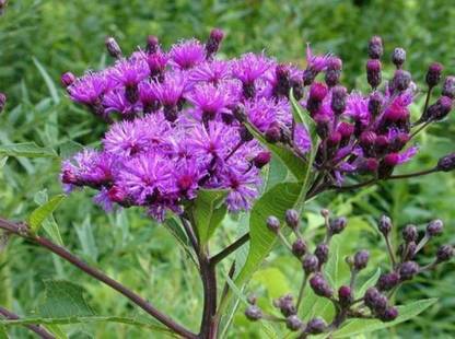 SHOP 360 GARDEN Vernonia anthelmintica, Kattu seeragam, Bakchi, Purple ...
