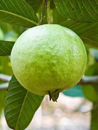 PREMIER PLANTS Gardens High Yielding Dwarf Rare Hybrid" APPLE GUAVA ...