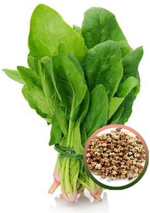 PREMIER PLANTS Palak Seed Price in India - Buy PREMIER PLANTS Palak ...