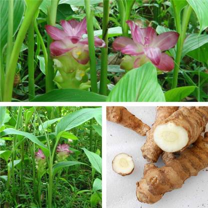SHOP 360 GARDEN Curcuma aromatica / Kasturimanjal / Jangli haldi / Wild ...
