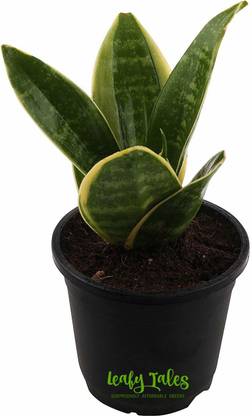 saraswati traders Snake Plant Price in India - Buy saraswati traders ...