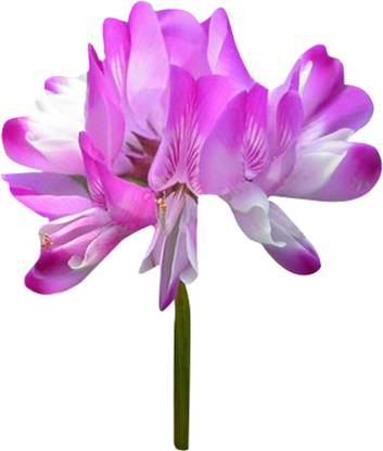 Redoak Astragalus Sinicus Flower Seeds-150Pcs Seed Price in India - Buy ...