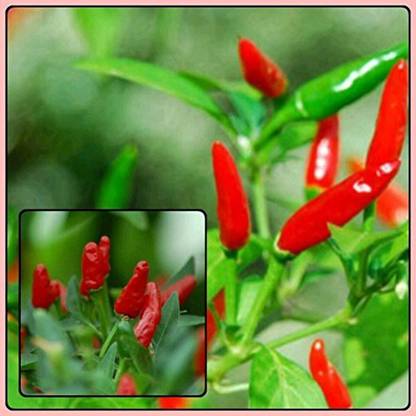VibeX XX-1194-Red African Bird Eye Chilli Kanthari Mulaku Thai Pepper ...