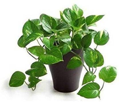 GREENZ Money Plant Price in India - Buy GREENZ Money Plant online at ...