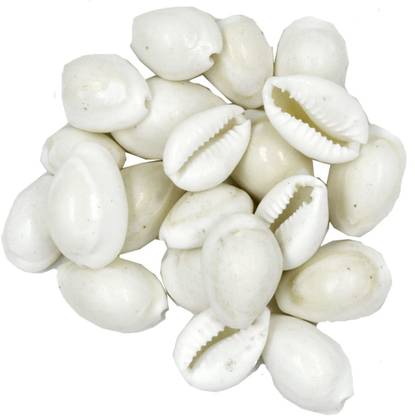 AFH Natural White Kauri /Safed Kodi / White Kaudi Premium Quality for ...