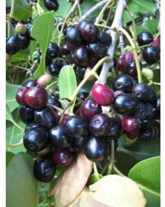 Biosnyg Jamun Fruit Seeds Fruit of God 100 Seeds Seed Price in India ...