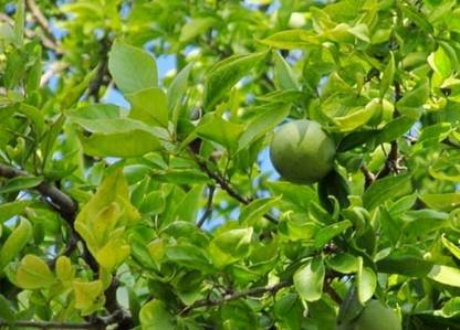 Greenwill Aegle marmelos , Bael Patra Seed Price in India - Buy ...