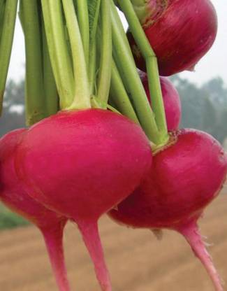 Biosnyg Turnip Red Ball/Shalgam Seeds 500 Seeds Seed Price in India ...