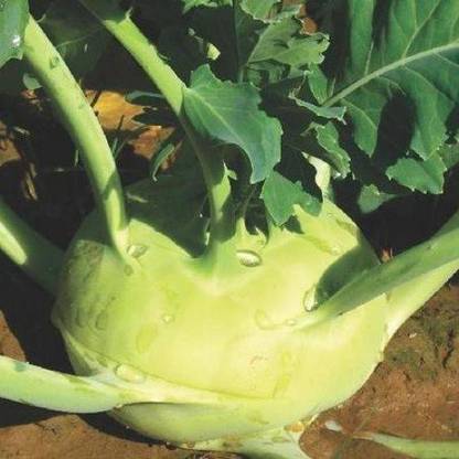 Biosnyg KNOL KHOL HYBRID VARIETY Seeds 20gm Seeds Seed Price in India ...