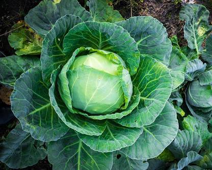 IndianAgro Bandha Kobi - Green Cabbage Vegetable Seeds Seed Price in ...