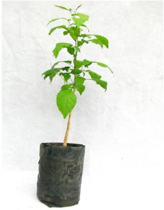 VANASPATI UDYAN Bel Plant Price in India - Buy VANASPATI UDYAN Bel ...