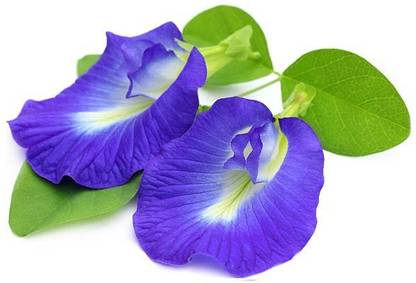 jaishreeradhe Aprajita, Clitoria Ternatea, Sattaga, Shankha pushpa Seed ...