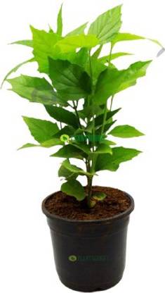VANASPATI UDYAN Parijat/Harsingar Plant Price in India - Buy VANASPATI ...