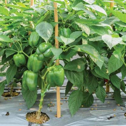 JRYU Shimla Mirch F1 Hybrid Vegetable Seed Price in India - Buy JRYU ...