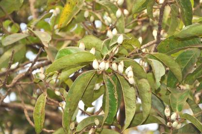 Indiana Herbalife Lodh Tree Plant Price in India - Buy Indiana ...