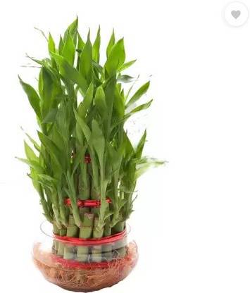 GREENZ Money Plant Price in India - Buy GREENZ Money Plant online at ...