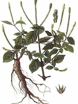 VANSH PLANT Apamarga/Latjira/Chirchita Flower Seed Price in India - Buy ...