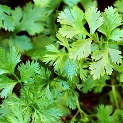 YOUNG STAR CORIANDER (DHANIYA) Seed Price in India - Buy YOUNG STAR ...