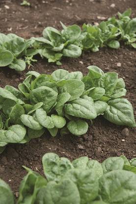 Sjeme Seaside Spinach / Palak seed Seed Price in India - Buy Sjeme ...