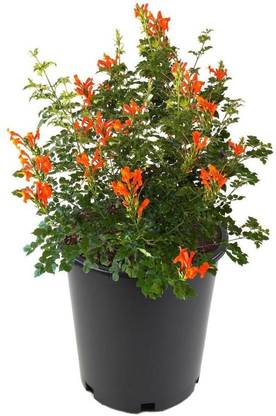 EdensFild Tecoma Plant Price in India - Buy EdensFild Tecoma Plant ...