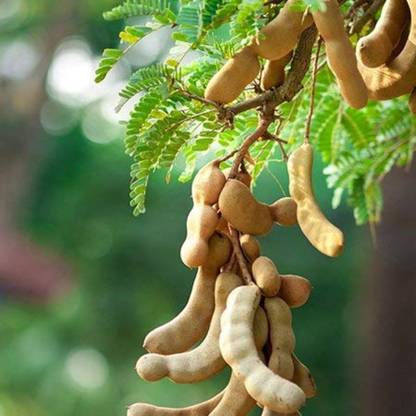 SHOP 360 GARDEN Tamarindus indica, Tamarind, Imli, Hunase, Puliyamaram ...