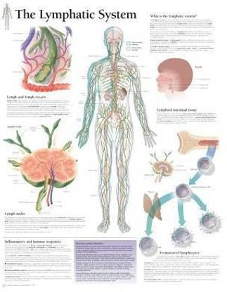 Lymphatic System Paper Poster: Buy Lymphatic System Paper Poster by ...