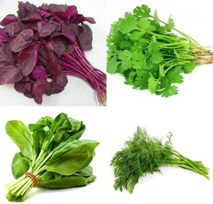 GreenValley Chaulai Red, Coriander, Palak and Soya Bhaji Seed Price in ...